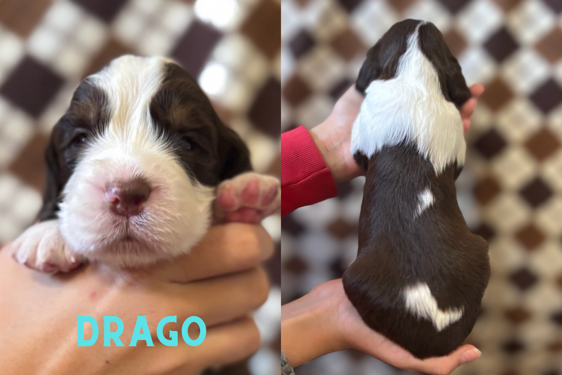 DRAGO (L/W tri-color male) – Sandyland Springers
